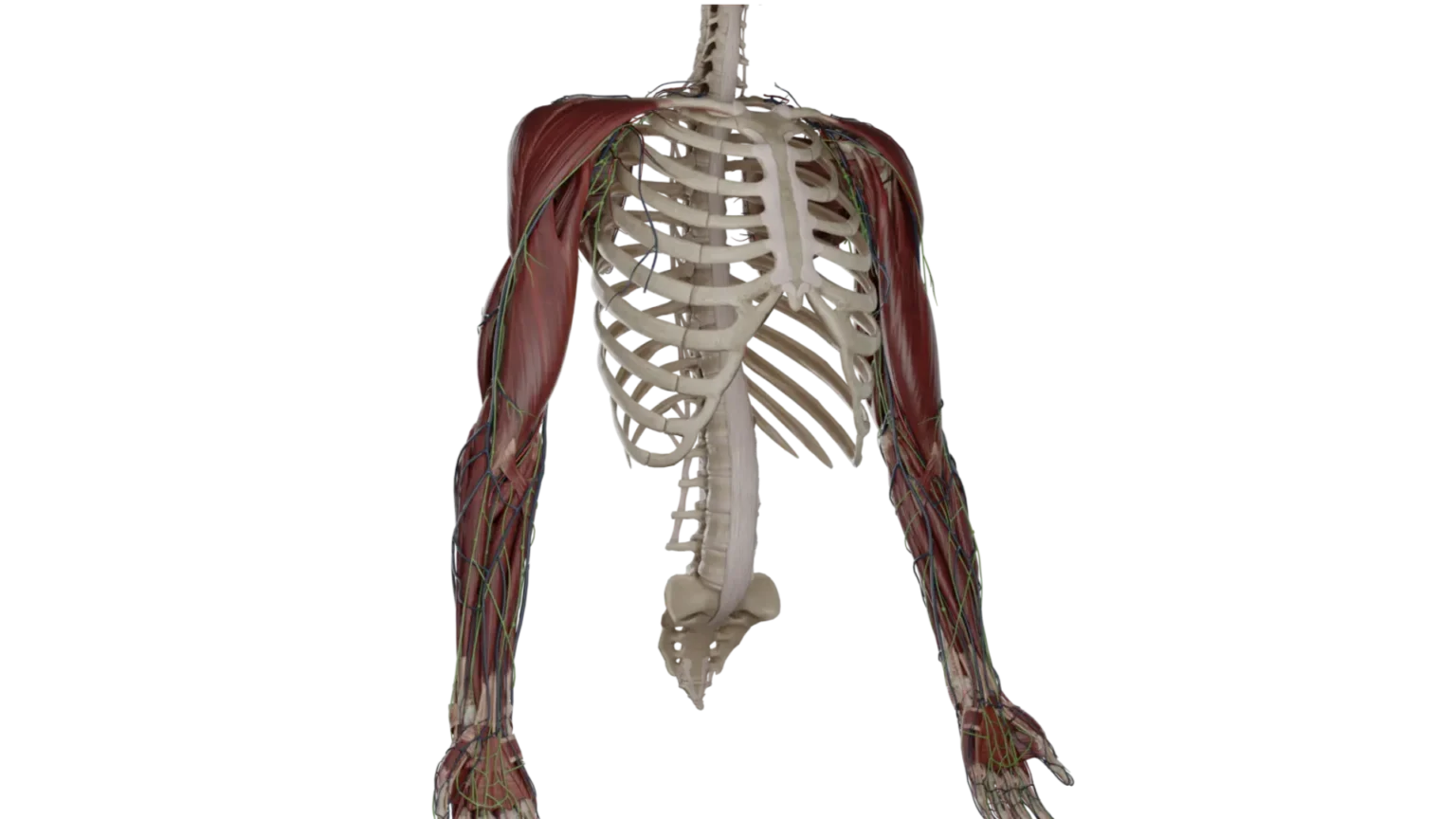 Modelos de anatomia 3D do membro superior | VOKA